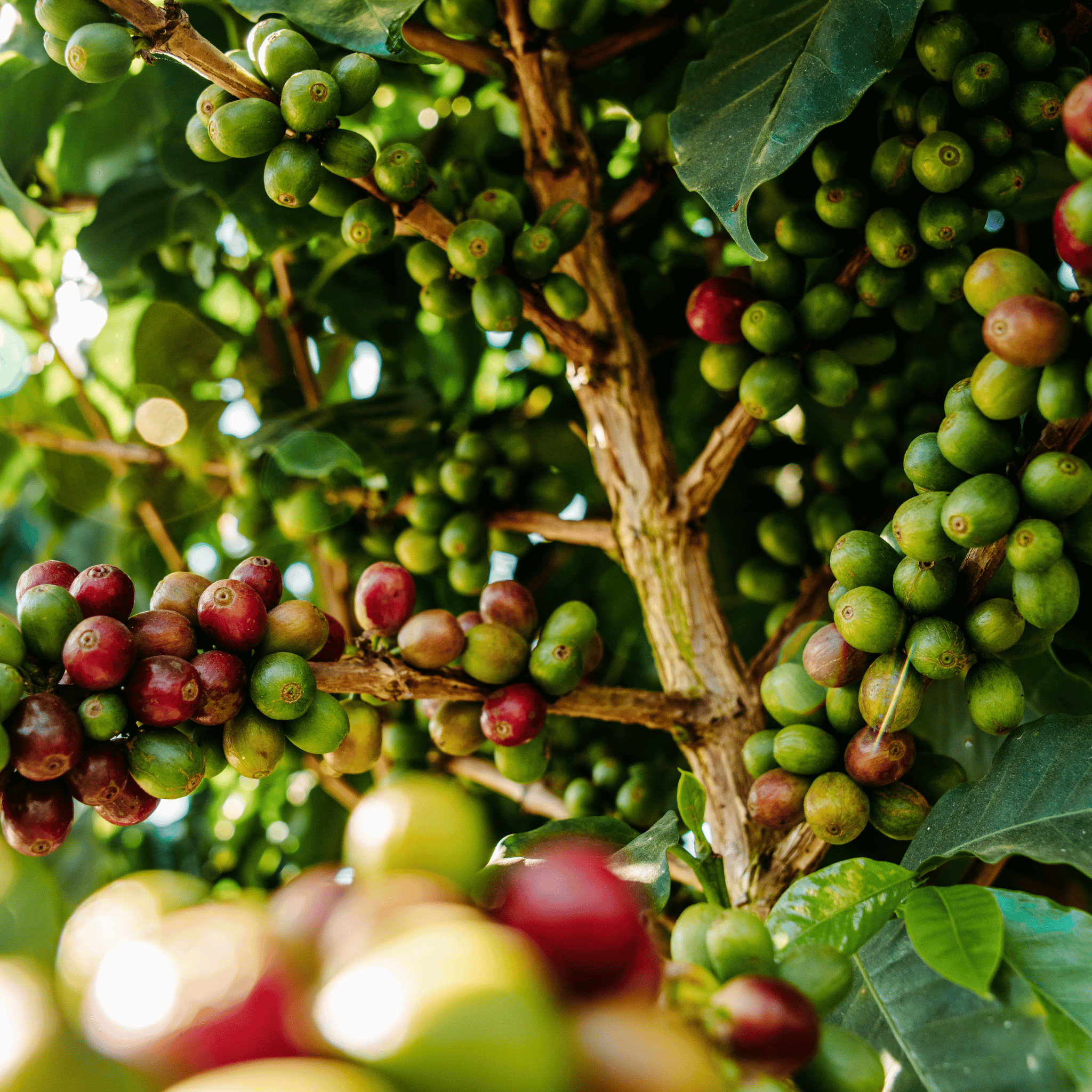 Das Almas – Hantverkskaffe från Brasilien | Balck Coffee x ...